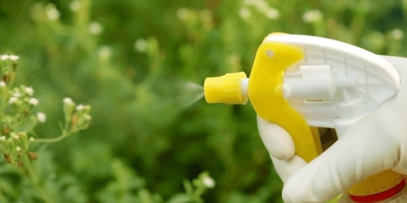 Insecticides | CleanServiceSA